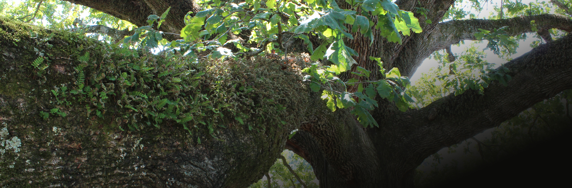 Clemson University Facilities, Home